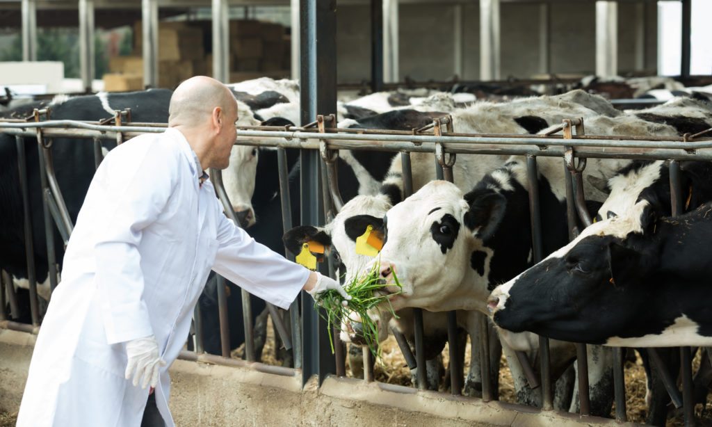 Veterinarian With Cows In Livestock Farm – Mosaic Veterinary Partners