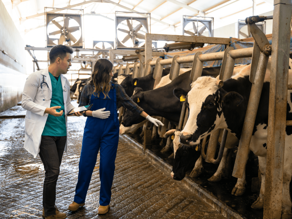 Cow Vets – Mosaic Veterinary Partners